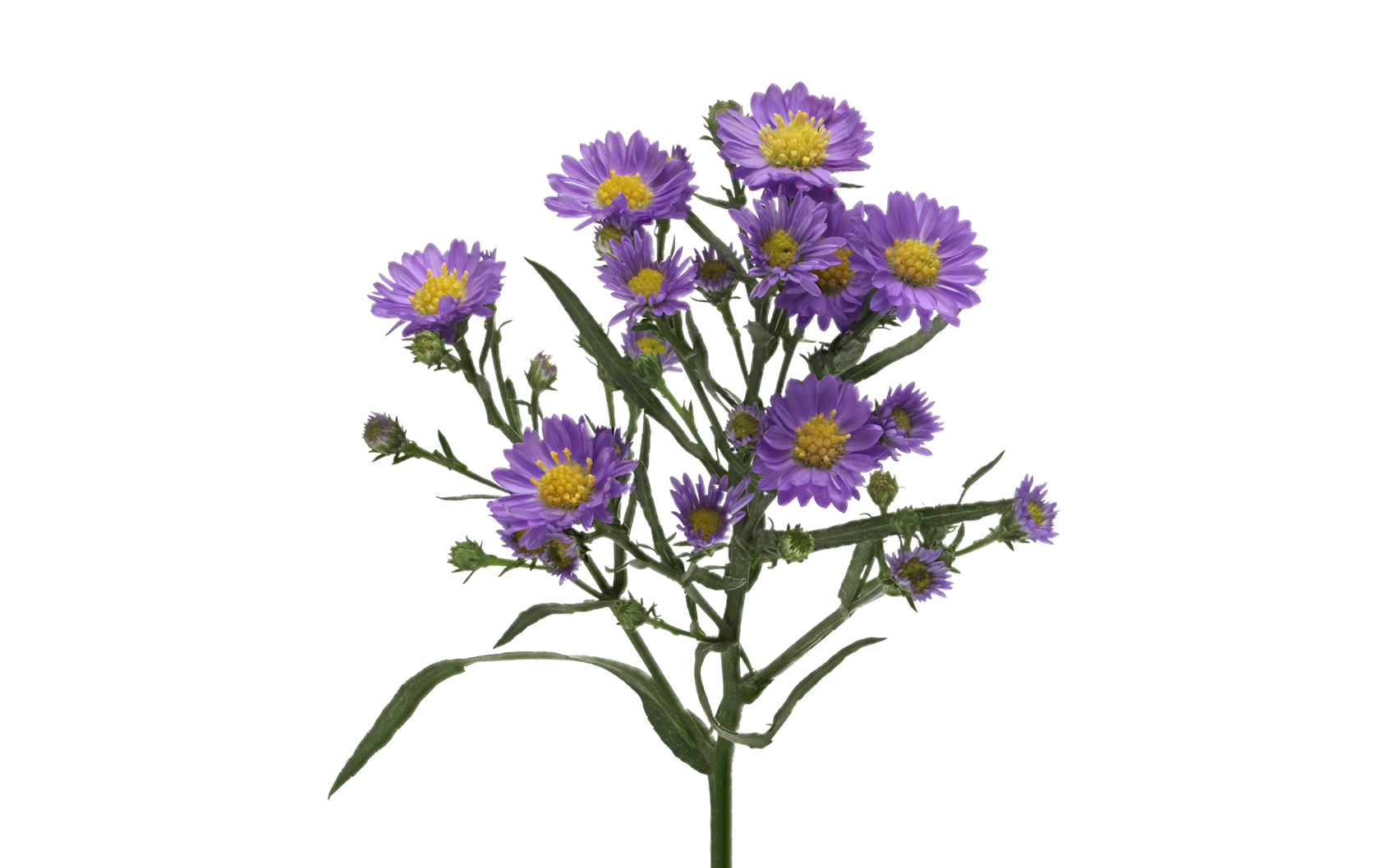 Flower images | Marginpar